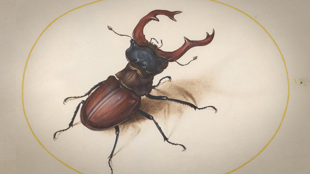 He Painted Bugs Like Jewels — And Changed Science | National Gallery of Art