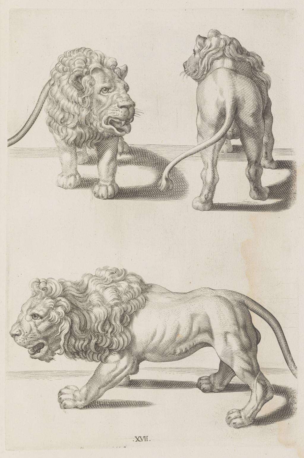 In the Library: Animal Illustration in Europe, 1550–1750 | National Gallery of Art