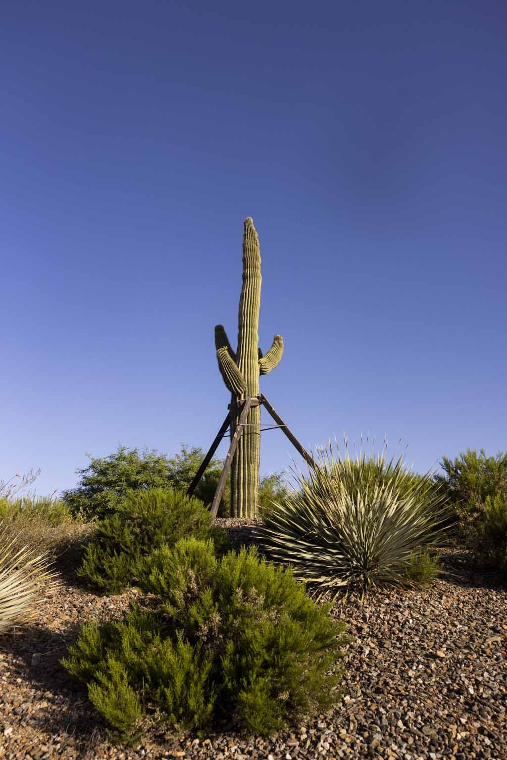 Sentinels and Sprawl: Photographs of the Saguaro Cactus | National ...