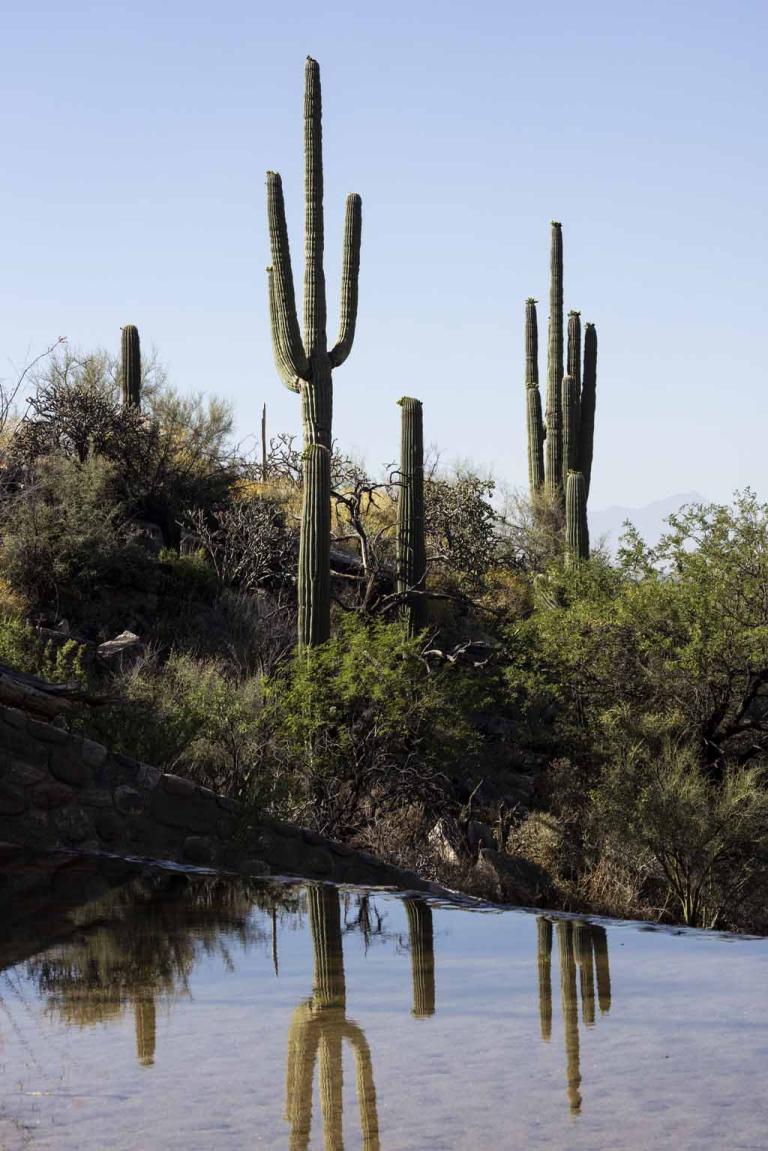 Sentinels and Sprawl: Photographs of the Saguaro Cactus | National ...